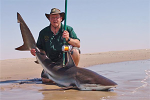 Bronzehai, Kupferhai (Carcharhinus brachyurus) | Fischlexikon