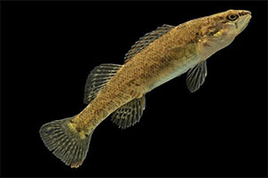 Etheostoma artesiae