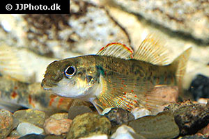 Etheostoma variatum