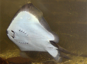 Gewöhnlicher Stechrochen (Dasyatis pastinaca)