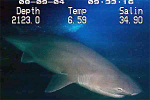 Stumpfnasen-Sechskiemerhai (Hexanchus griseus) | Fischlexikon