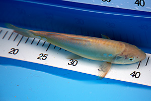 Koi: Karashigoi (Cyprinus carpio (karashigoi))