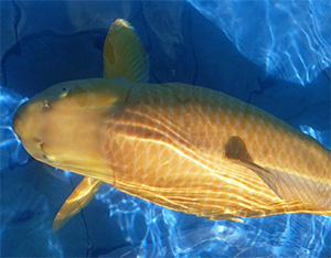 Koi: Karashigoi (Cyprinus carpio (karashigoi))