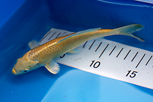 Koi: Kigoi (Cyprinus carpio (kigoi))