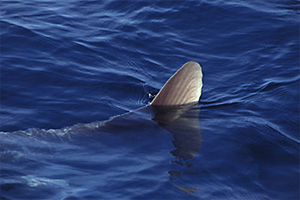 Mondfisch (Mola mola) | Fischlexikon