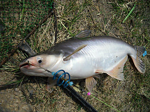 Pangasius (Pangasianodon hypophthalmus)
