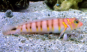 Parapercis multifasciata, Gold-birdled sandsmelt (Parapercis multifasciata)