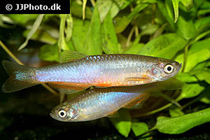 Rosenbärbling (Danio roseus)