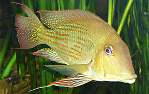 Dreifleck-Erdfresser, Dreipunkt-Teufelsangel (Satanoperca Daemon)