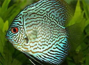 Blauer Diskus (Symphysodon haraldi)