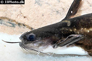 Trachelyopterichthys taeniatus