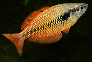 Gesamtliste aller Süß- und Salzwasserfische | Fischlexikon