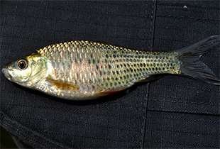 Osteochilus vittatus