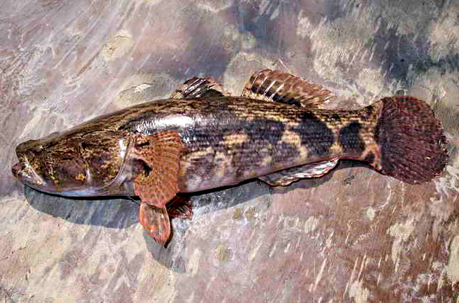 Marmorgrundel (Oxyeleotris marmorata) | Fischlexikon