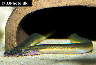 Gesamtliste aller Süß- und Salzwasserfische | Fischlexikon