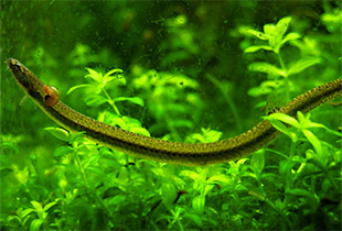 Muränen-Dornauge (Pangio muraeniformis)