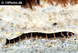 Gesamtliste aller Süß- und Salzwasserfische | Fischlexikon