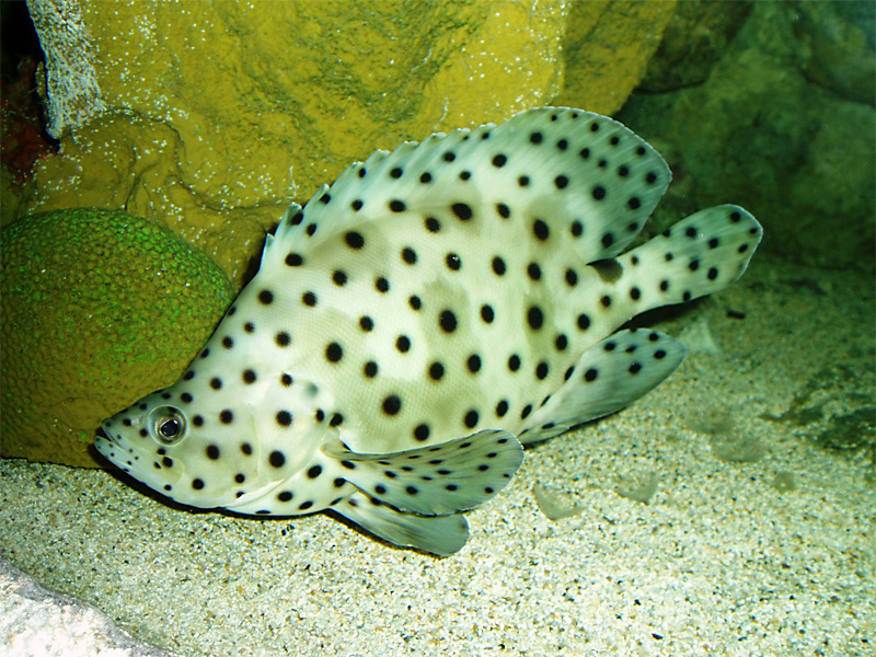 Pantherfisch (Epinephelus altivelis)