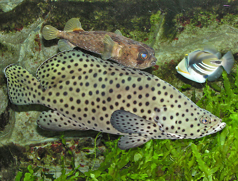 Pantherfisch, Paddelbarsch (Epinephelus altivelis)