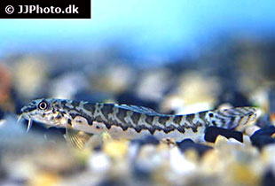 Paracanthocobitis botia