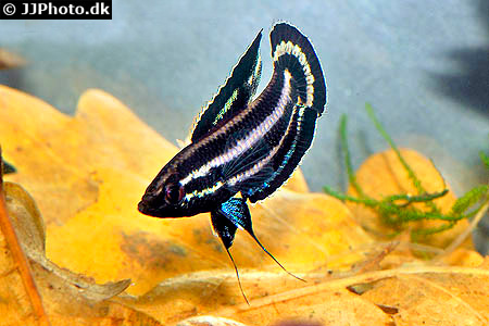 Parosphromenus harveyi | Fischlexikon