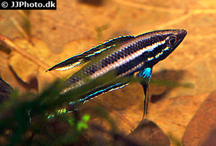 Parosphromenus harveyi | Fischlexikon
