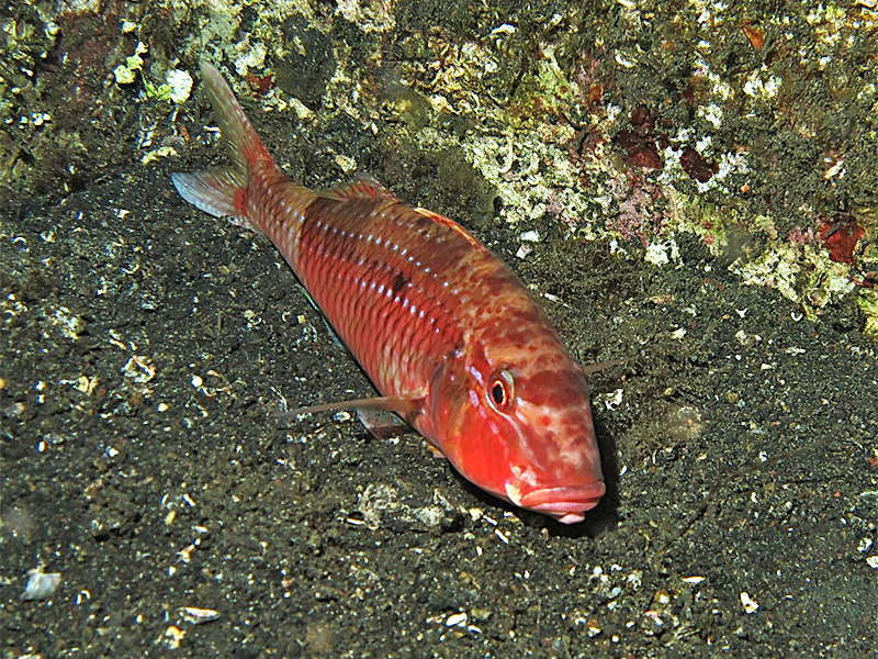 Rottupfen-Meerbarbe (Parupeneus heptacanthus)