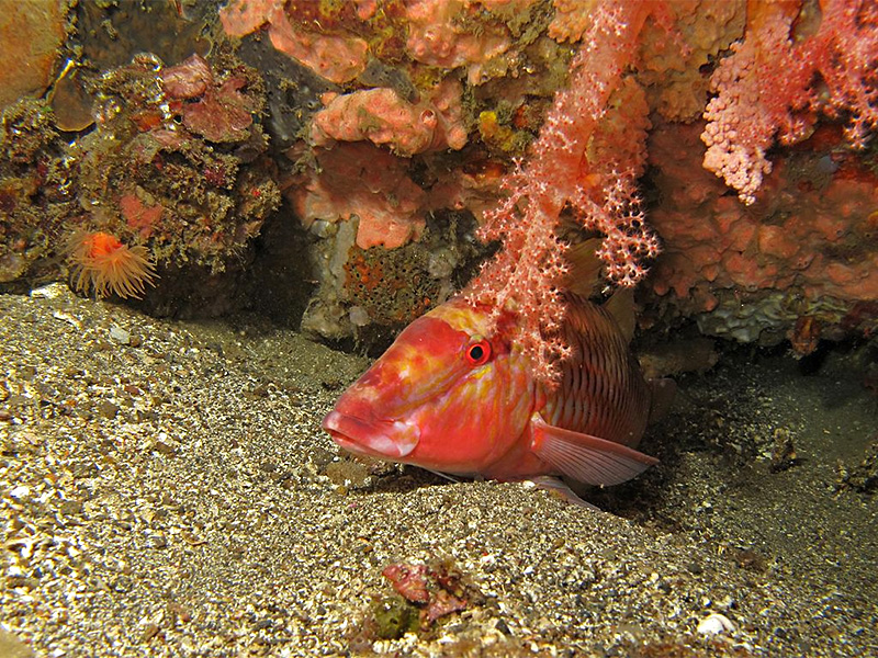 Rottupfen-Meerbarbe (Parupeneus heptacanthus)