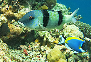 Vielstreifen-Meerbarbe (Parupeneus trifasciatus)