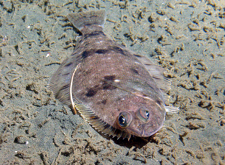 Pazifische Rotzunge (Microstomus pacificus) | Fischlexikon