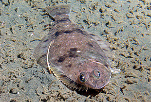 Pazifische Rotzunge (Microstomus pacificus) | Fischlexikon