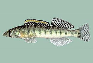Percina rex | Fischlexikon