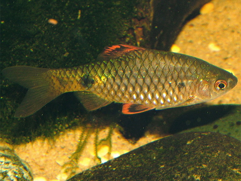 Sonnenfleckbarbe (Pethia stoliczkana)