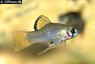 Guatemalakärpfling (Phallichtys amates) | Fischlexikon