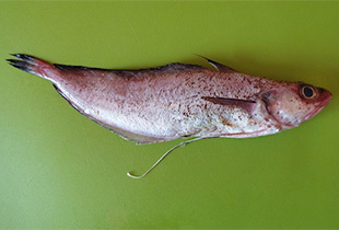 Phycis blennoides