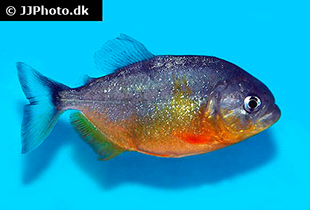 Piraya (Pygocentrus piraya)