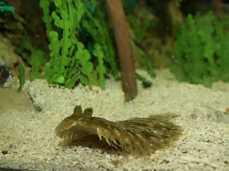 Pleuronichthys coenosus