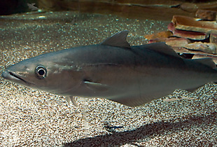 Pollack, Steinköhler (Pollachius pollachius) | Fischlexikon