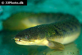 Polypterus palmas