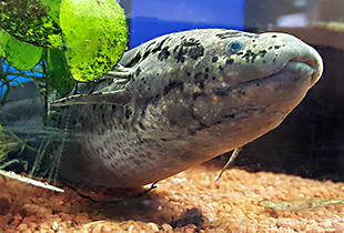 Westafrikanischer Lungenfisch (Protopterus annectens) | Fischlexikon