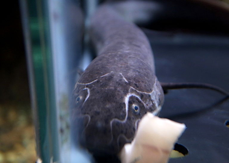 Kongo-Lungenfisch (Protopterus dolloi)