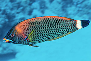 Gesamtliste aller Süß- und Salzwasserfische | Fischlexikon