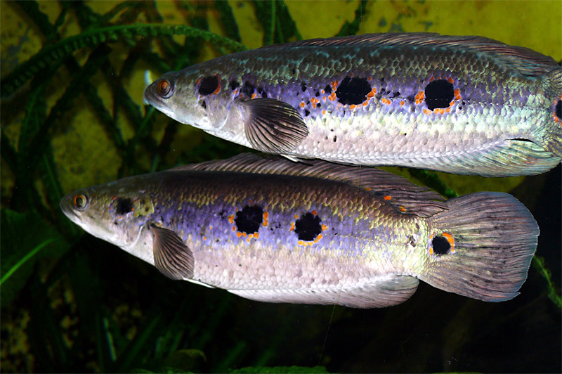 Augenfleck-Schlangenkopffisch (Channa pleurophthalma) | Fischlexikon