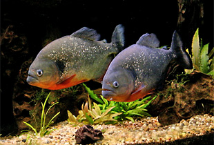 Roter Schulterfleck-Piranha (Pygocentrus cariba) | Fischlexikon