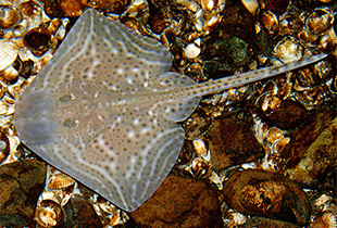 Kleinäugiger Rochen (Raja microocellata) | Fischlexikon