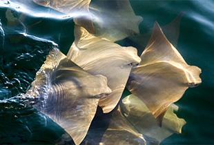 Gesamtliste aller Süß- und Salzwasserfische | Fischlexikon