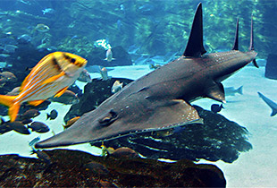 Rhynchobatus australiae