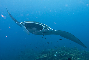 Riesenmanta (Manta birostris) | Fischlexikon