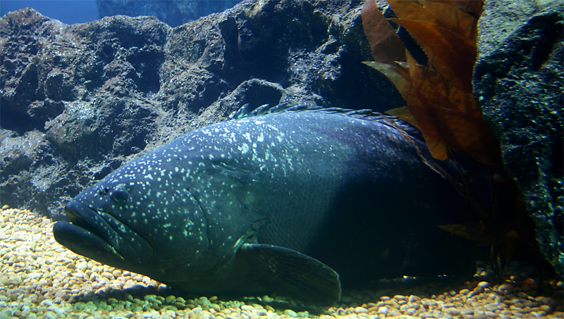 Dunkler Riesenzackenbarsch (Epinephelus lanceolatus) | Fischlexikon