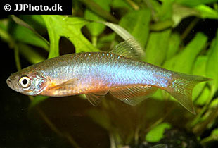 Rosenbärbling (Danio roseus)
